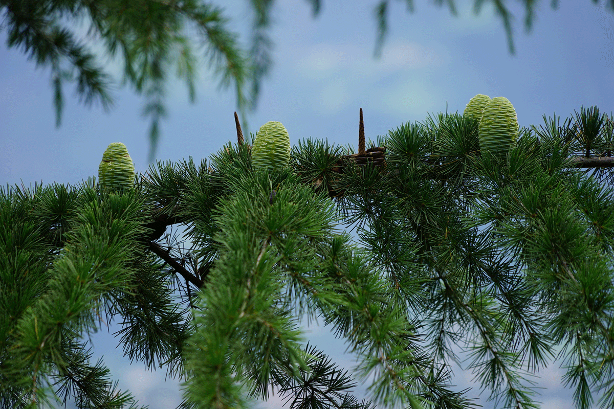 Zedernöl - Wirkung & Anwendungsgebiete - clevervital.com